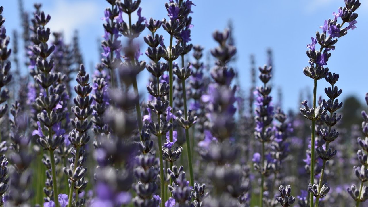 Best Lavender Farm Experience, Red Hill Lavender Farm, Melbourne ...