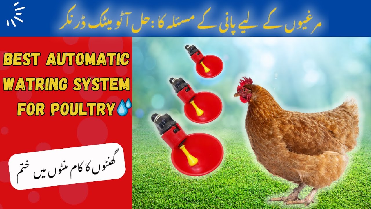 Best Poultry Auto Drinker System For Poultry | Best Poultry Dinker By ...