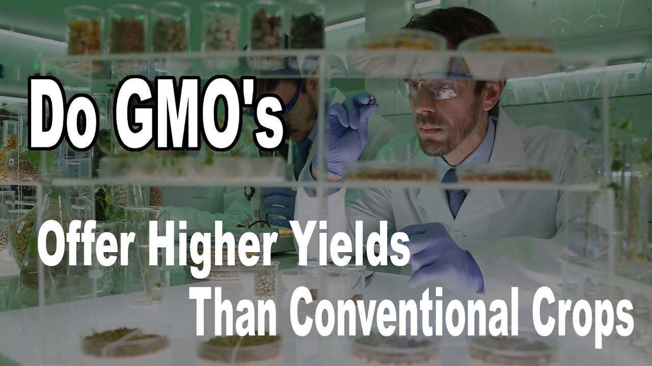 Do GMO's Offer Higher Yields Than Conventional Crops? by Sheldon ...