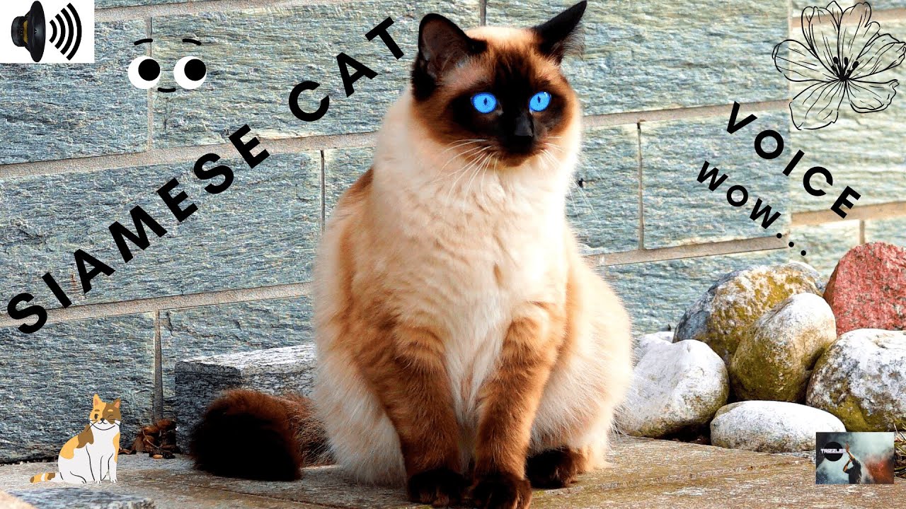 SIAMESE CAT VOICE | DISTINCTLY RECOGNIZE BREEDS OF ASIAN CATS ...