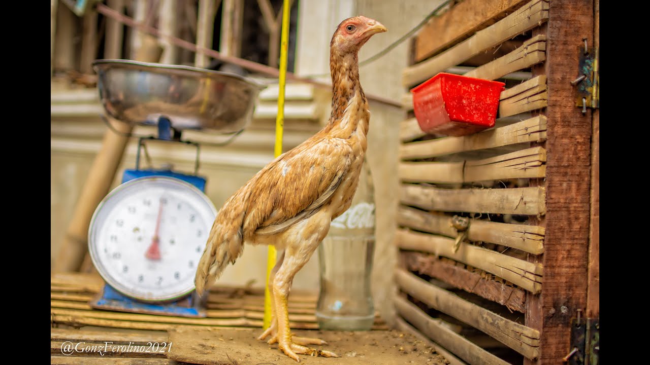 Shamo Tanaka and Basilan Joloano Weight and Size Comparison - YouTube