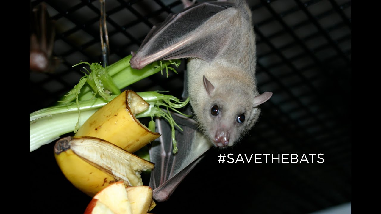 Bats Move to the Easter Egg Roll Dance - YouTube