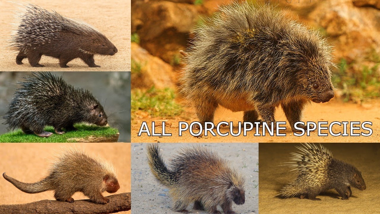 All Porcupine species - YouTube