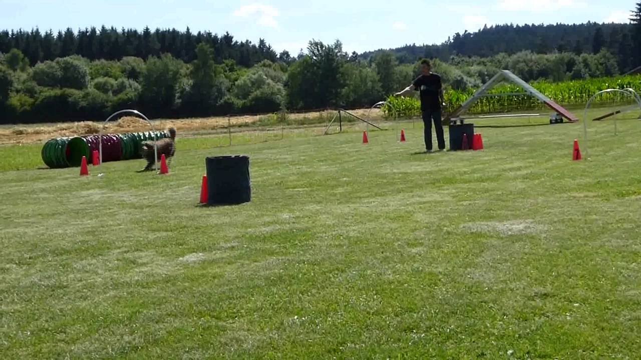 NADAC Hoopers-Agility: Video zur Parcourssammlung - YouTube