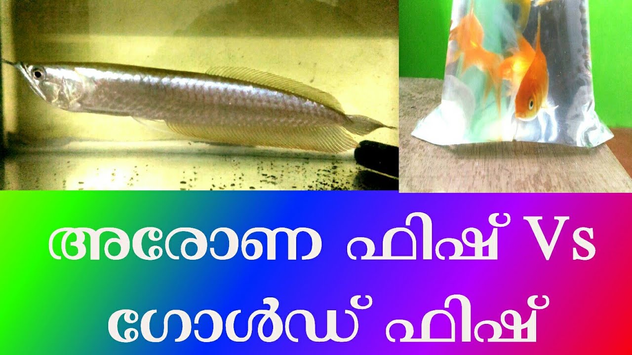 Arona fish VS gold fish - YouTube
