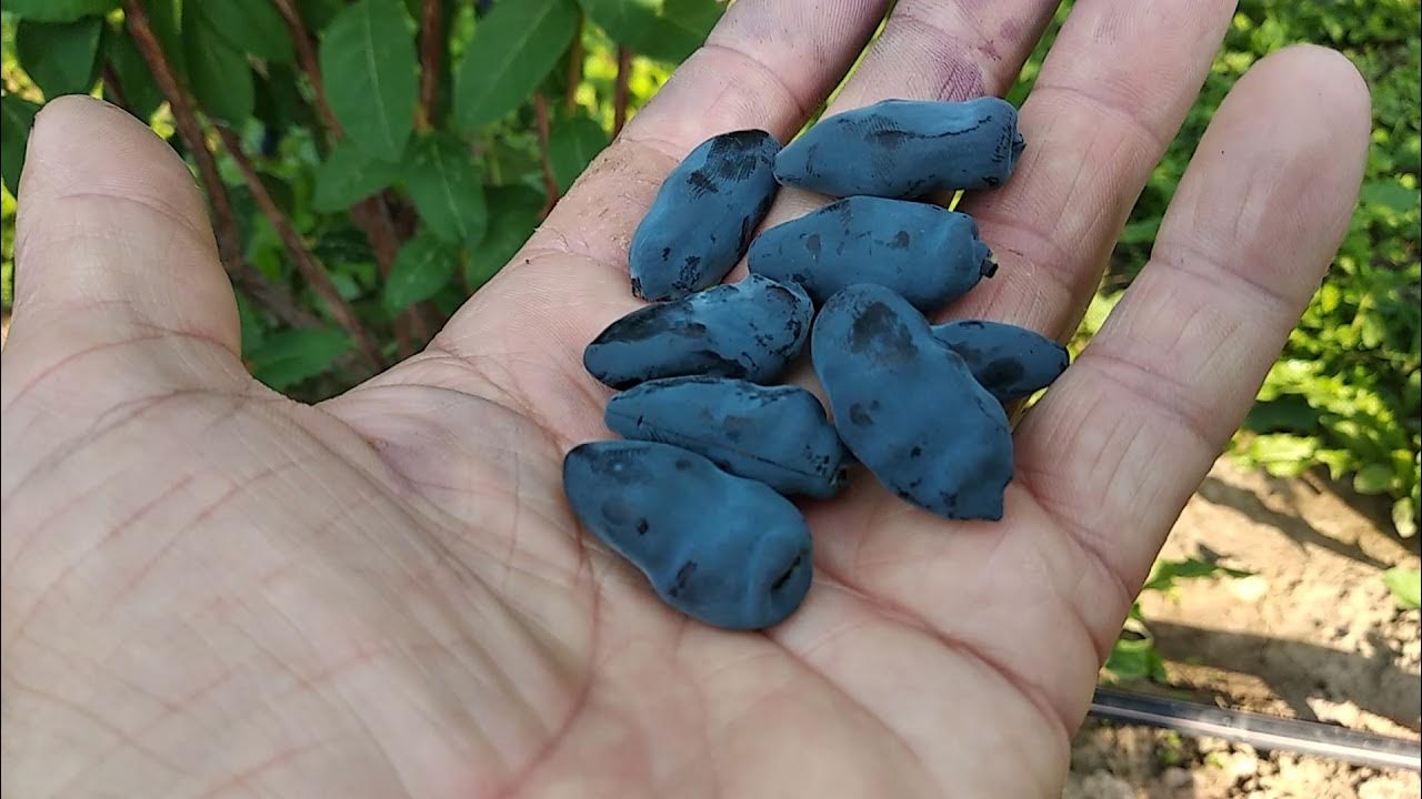 Жимолость Бореал Біст та Бореал Бюті в сезоні 2021 року - YouTube