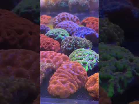 reef - YouTube