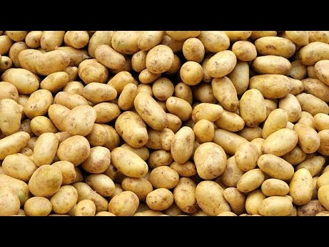 Unidentified Song (“Surfeited”) - YouTube