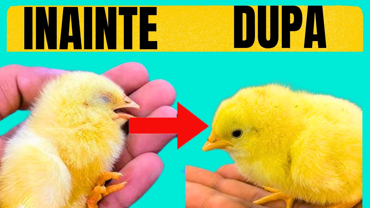 Cum SALVEZI un PUISOR DE GAINA bolnav, cu metode SURPRINZATOARE? - YouTube