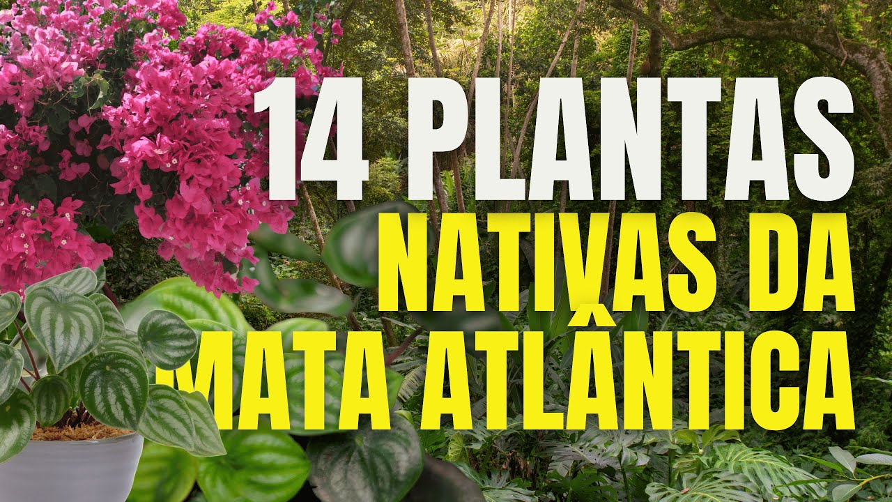Mata Atlantica Plantas Nativas Brasil Tem 46,9 Mil Espécies De