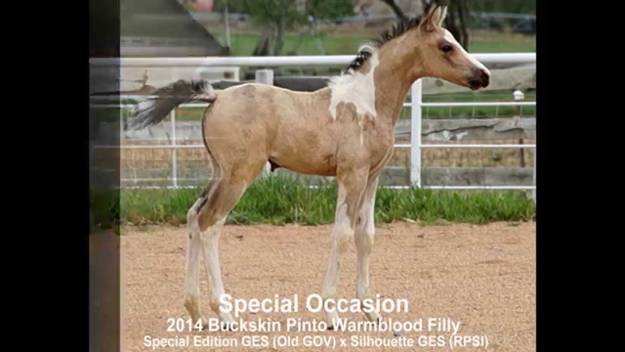 Special Occasion GES, 2014 Buckskin Pinto Warmblood Filly, Sold ...