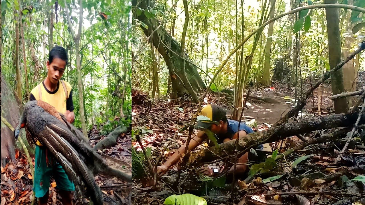 BURUNG LANGKA"HARUAI"| BIKIN JEBAKAN BURUNG HARUAI ATAU KUAU RAJA ...