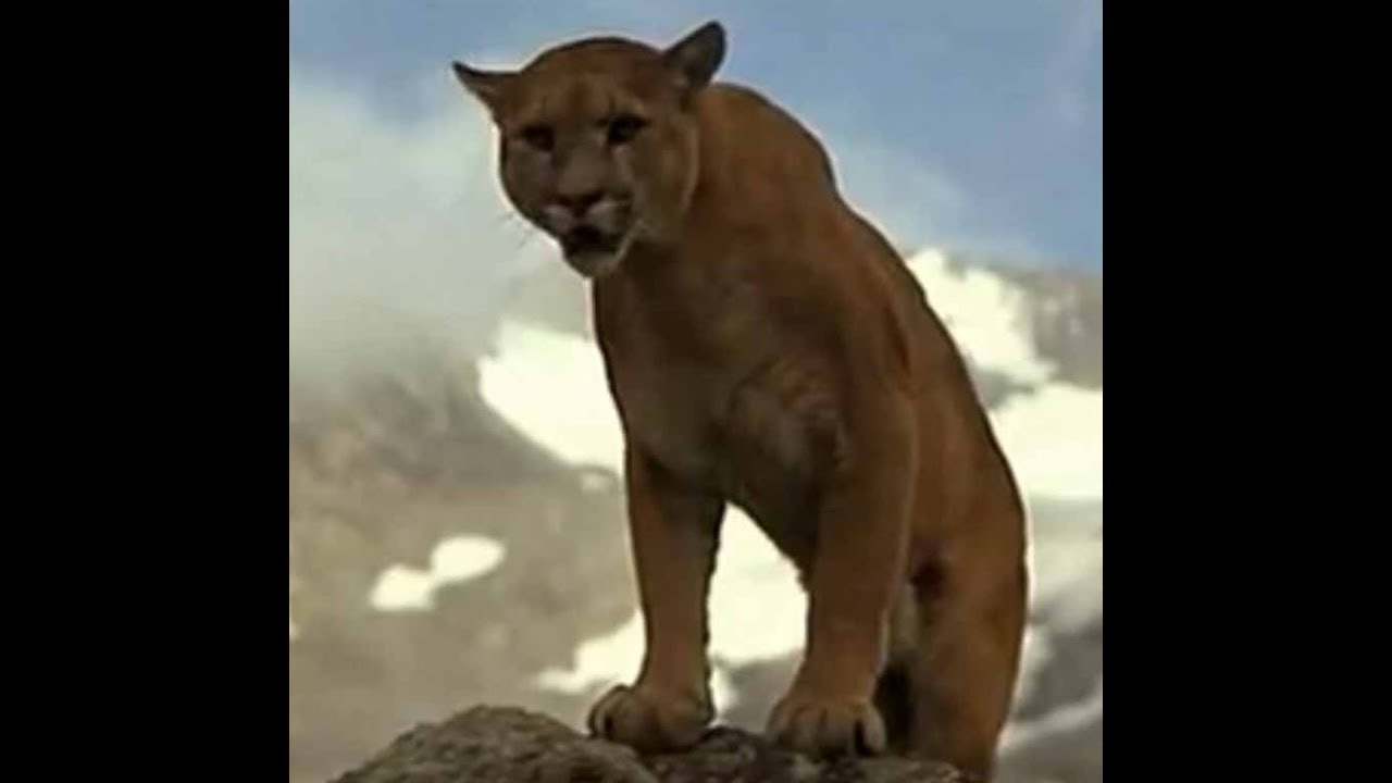 Grizzly Bear vs Puma Bear attack on Puma Bear vs Puma real fight - YouTube