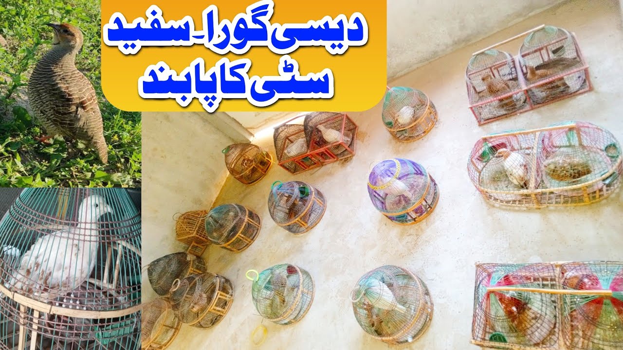 irani teetar setup|| dakhni teetar breeding|| white teetar available ...