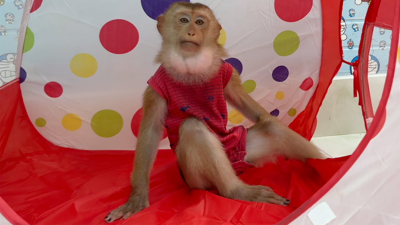 Monkey Sam is happy to play in the beautiful tent - YouTube