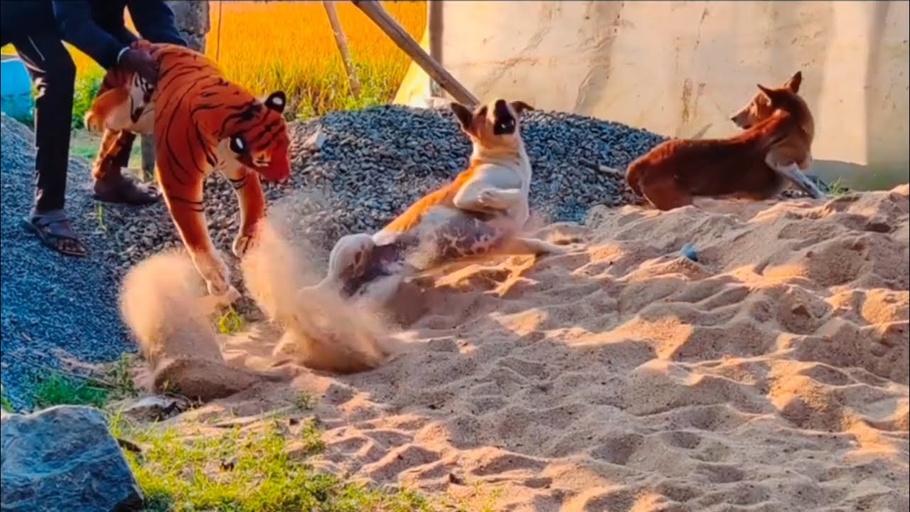All Time Best Dog Prank Video || Funniest Prank of 2023 ...