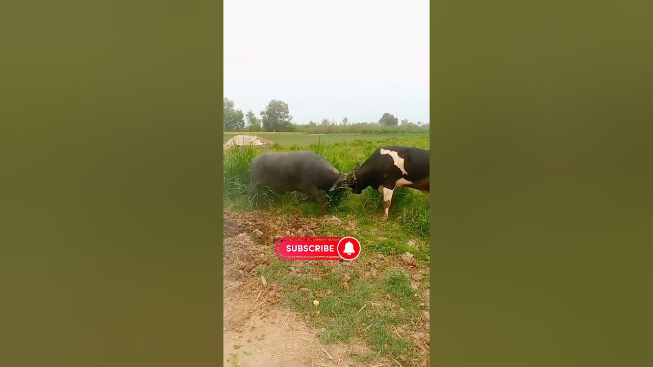 Australian Cow Vs Buffalo Youtube