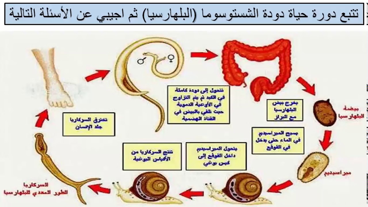 تابع الديدان المفلطحة - YouTube