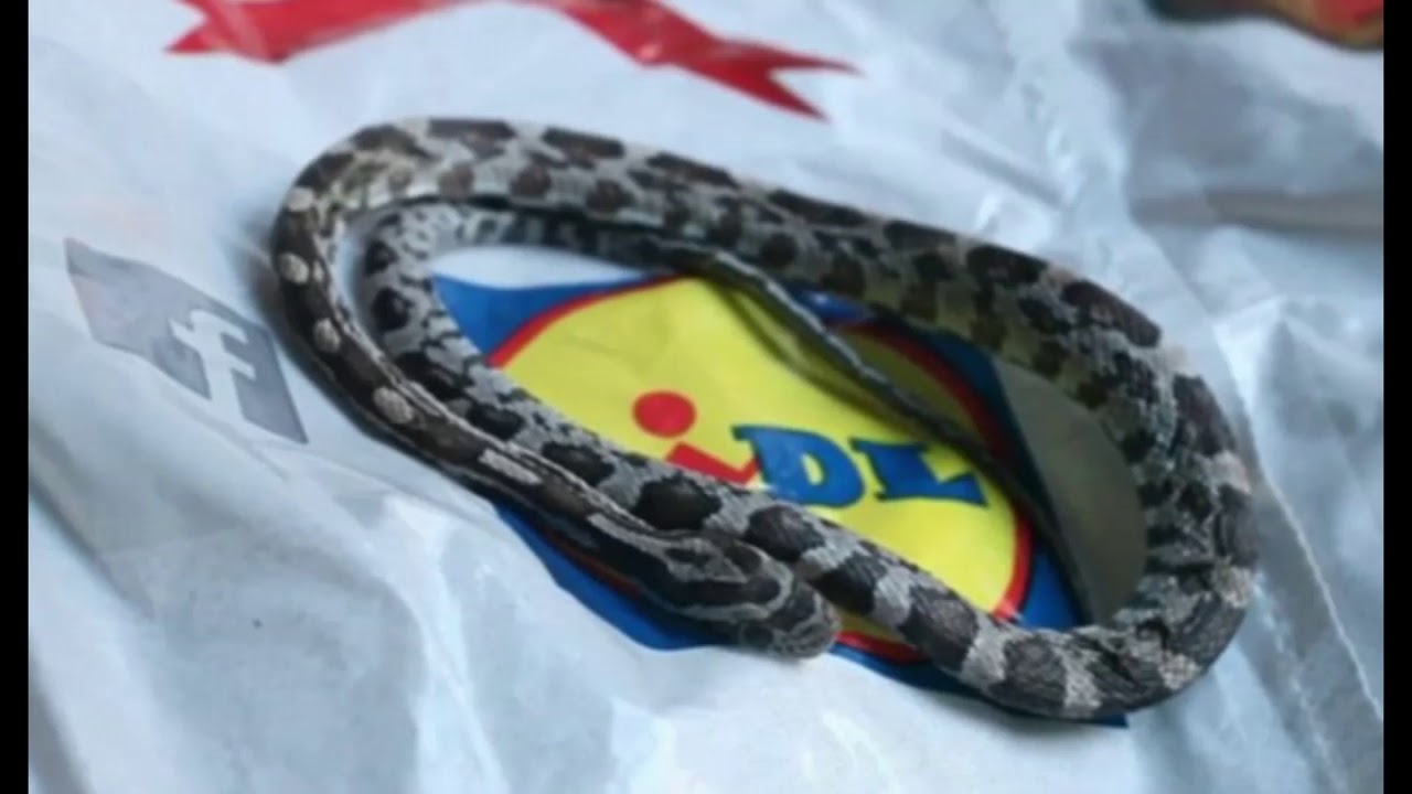 All the Lidl sneiks - YouTube