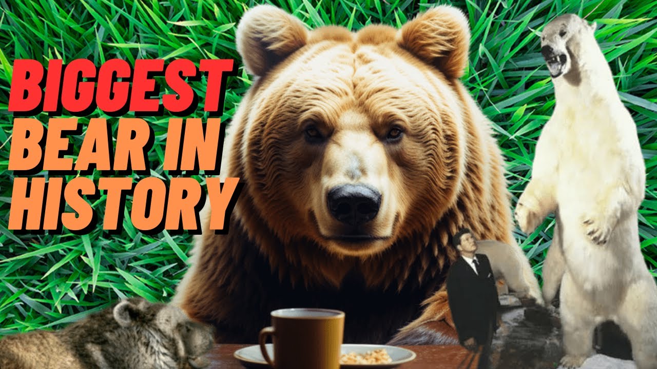 The Gigantic Stature of the Largest Bear Ever Recorded - YouTube