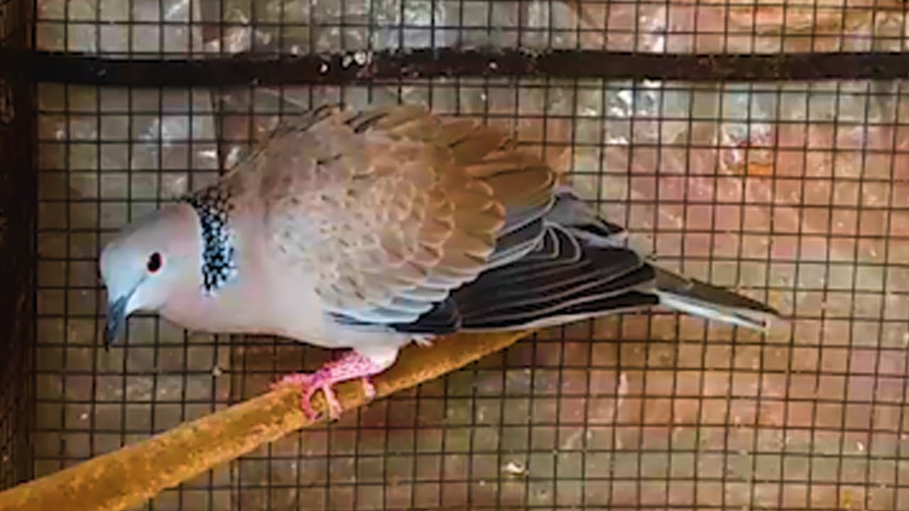 SURATENSIS SPOTTED DOVE MALE X RING NECK DOVE FEMALE = HYBRID SOUND ...