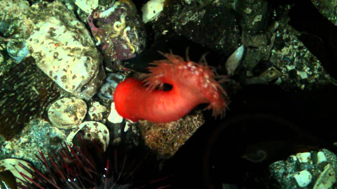 Stomphia swimming BMSC - YouTube