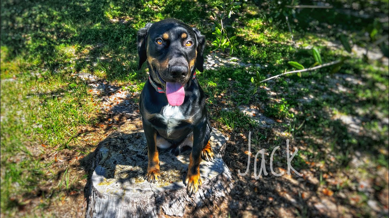 Coonhound Rottweiler Mix