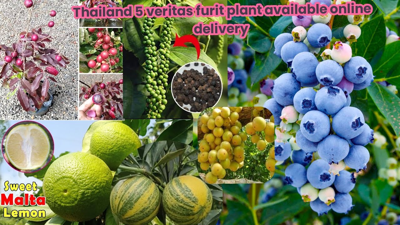 Thailand 5 veritas furit plant original Gurfttin plant all over India ...