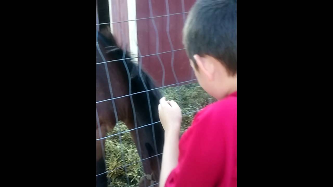 The mule farts in our face!! - YouTube