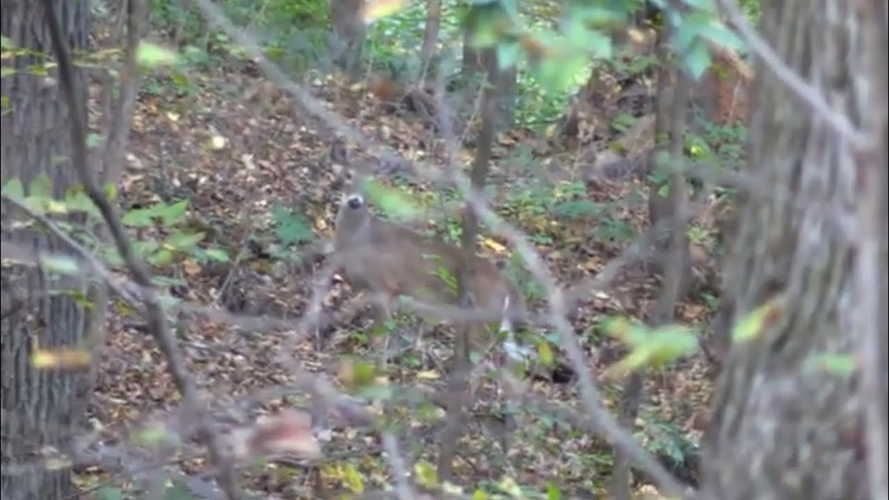 Day 3 Doe Stalk PA Archery 2024 - YouTube