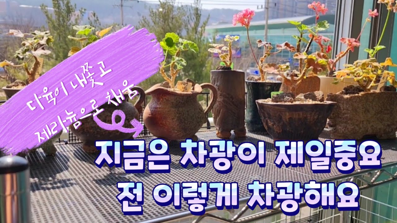 지금부터 베란다다육이 전체 노숙시작합니다 예쁜 다육이 화상에 주의하세요 냉해도 조심 다육이 다육일기