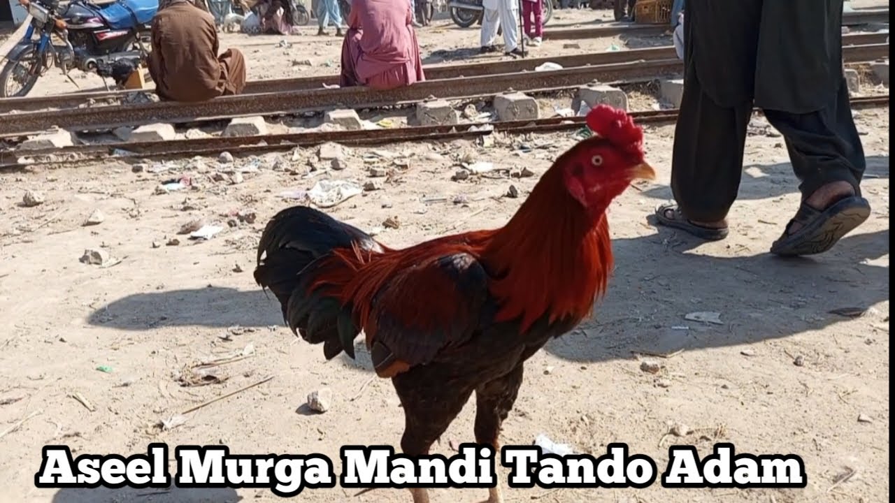 Aseel Murga Mandi Tando Adam Update || Aseel Murga|| Sindhi Murga ...