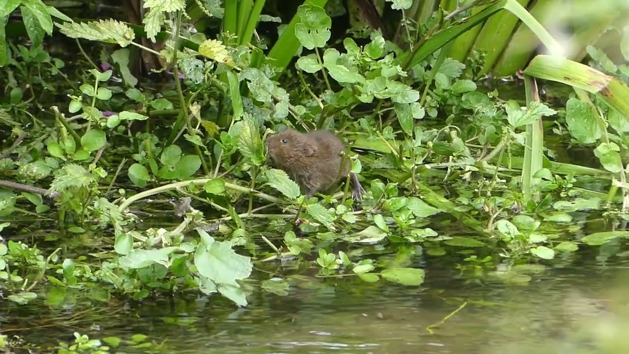 A Baby Water Vole Exploring Her World! - YouTube