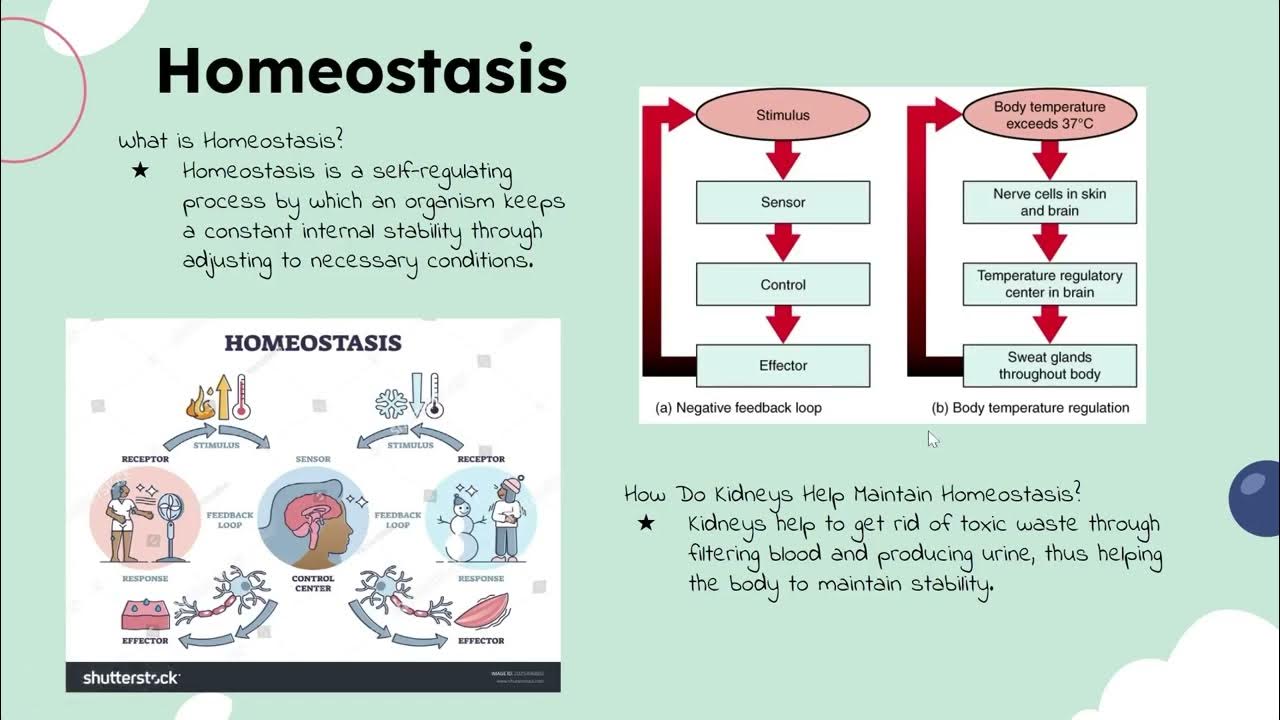 Kidney Homeostasis Video - YouTube