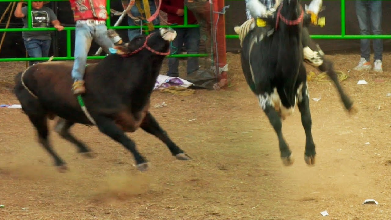 !! ALES TOCO MONTAR DE A DOS TOROS A UNOS JINETES😬!! JARIPEO EN EL ...