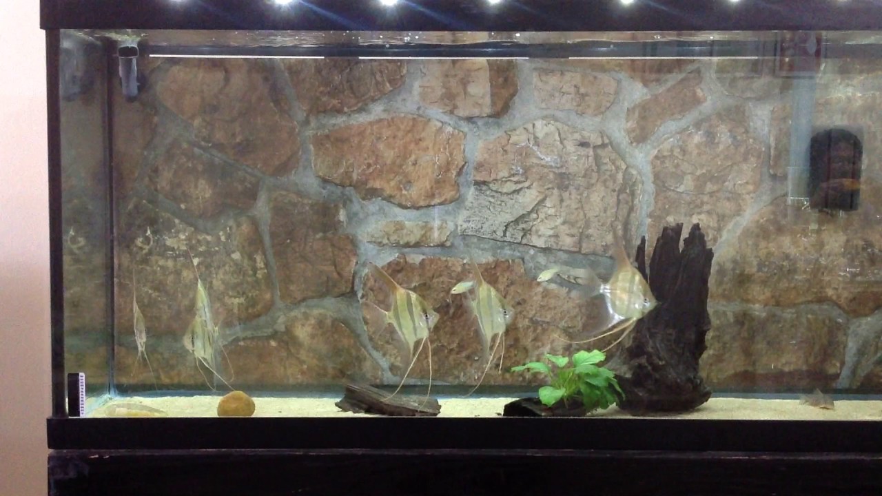 Altum F1 10 months - YouTube