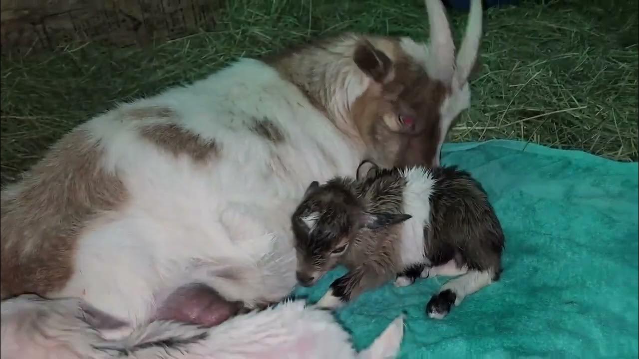 Magnolia the pygmy silky goat has two kids, makes it look easy 5 7 24 - YouTube