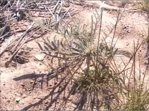 Plant Conservation with Jeremie Fant - YouTube