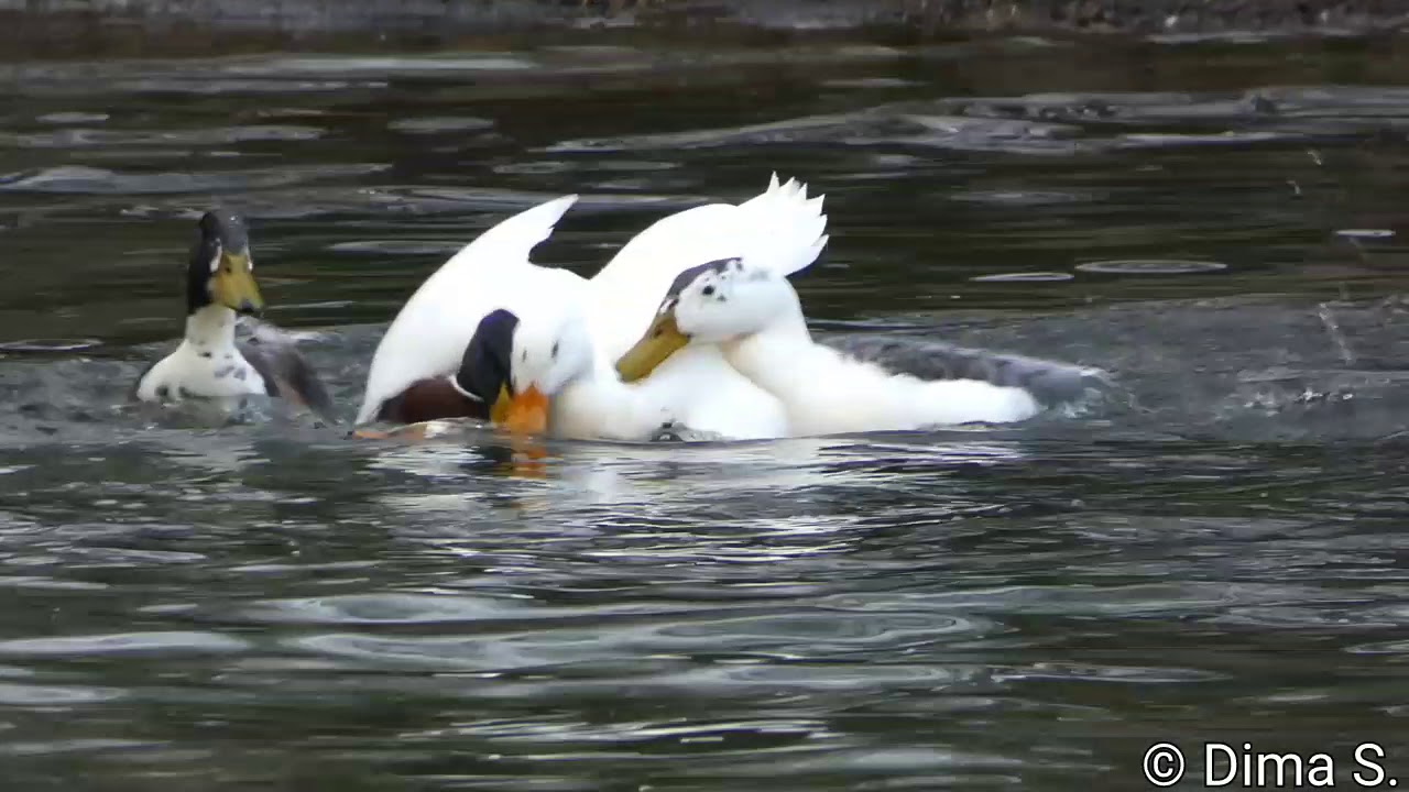 Domestic Ducks fighting to mate with female - Massenvergewaltigung ...