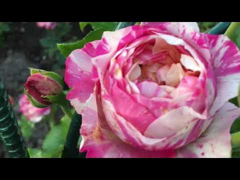 Роза ЖУЛИ АНДРИЕ (Rose Julie Andrieu) - YouTube
