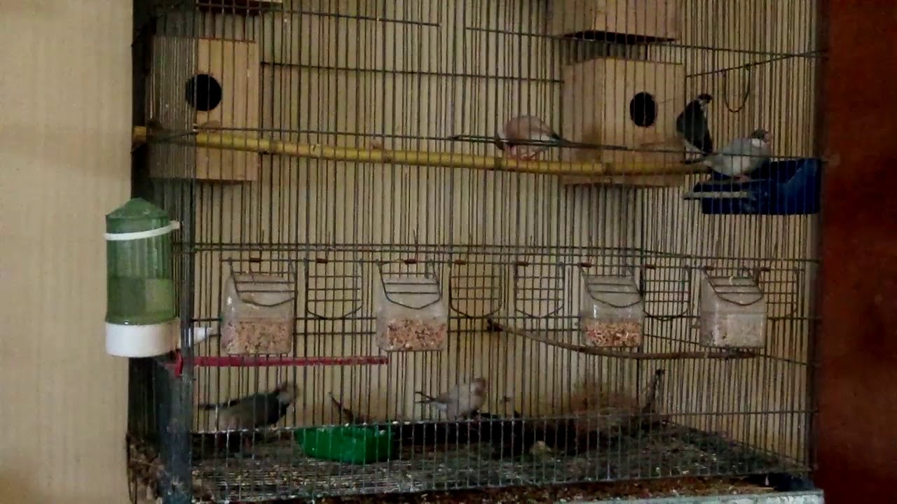 تربية طيور البادا - Java Sparrow - padda de java - YouTube