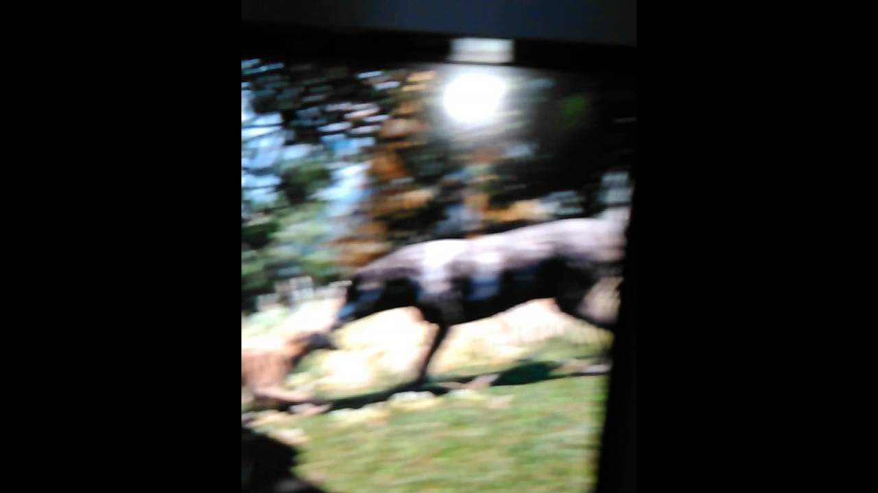 Leopard vs wolf - YouTube