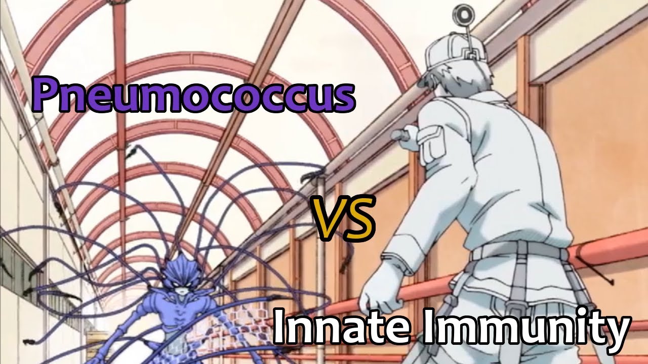 Pneumococcus vs Innate Immunity | "Cells at Work Scientific" Review ...