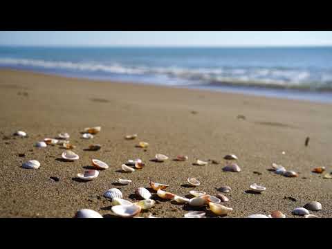 Sahilde Kum ve Deniz Kabugu (4K)