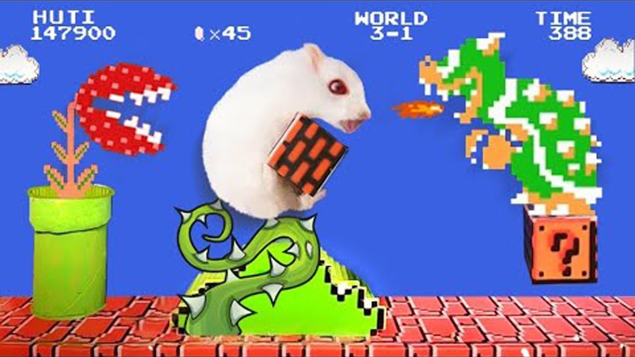 Two Hamster Race to Escapes the Awesome Maze for Pets in real life ...