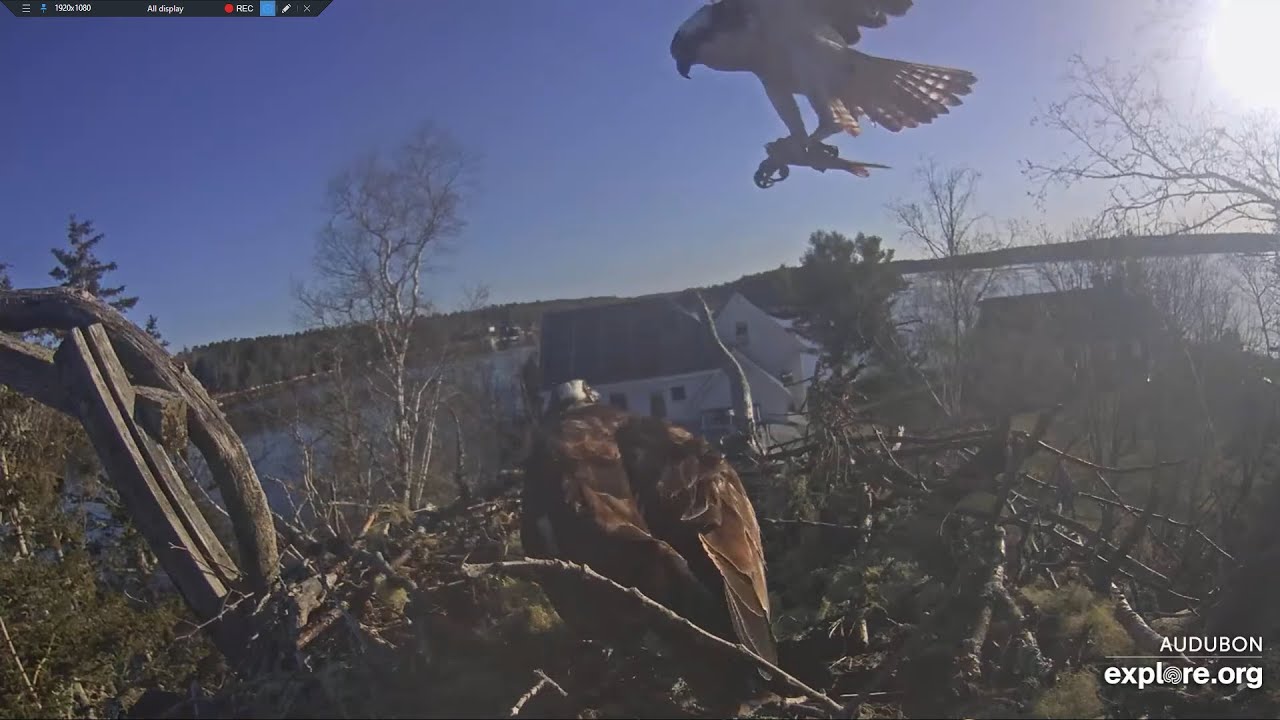 Breakfish for Callie: a Fish comes flying (both cams) - Hog Island ...