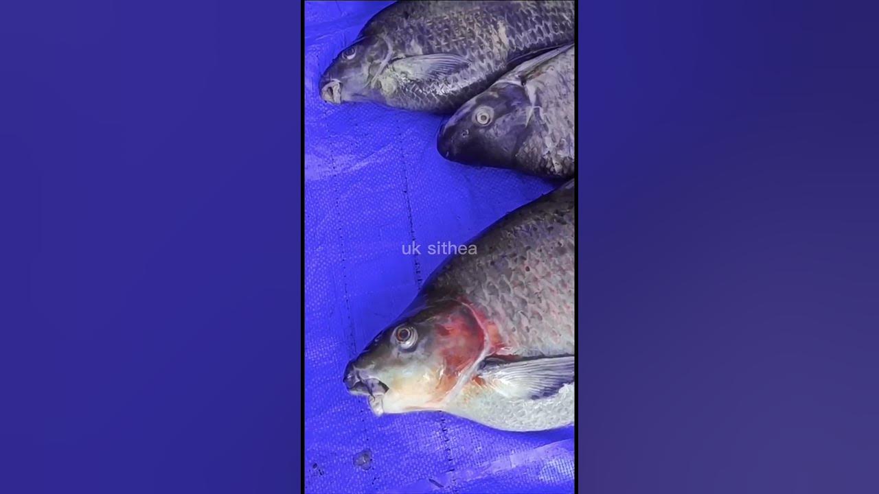 #9a fish#87yukmn#shortvideo - YouTube