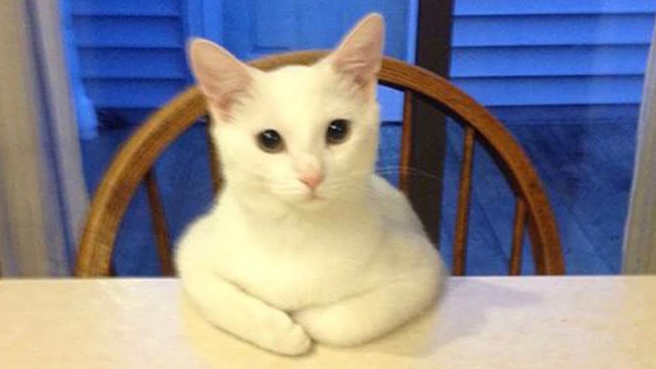 Laugh Uncontrollably Best Funny Cat Videos 2024 Youtube