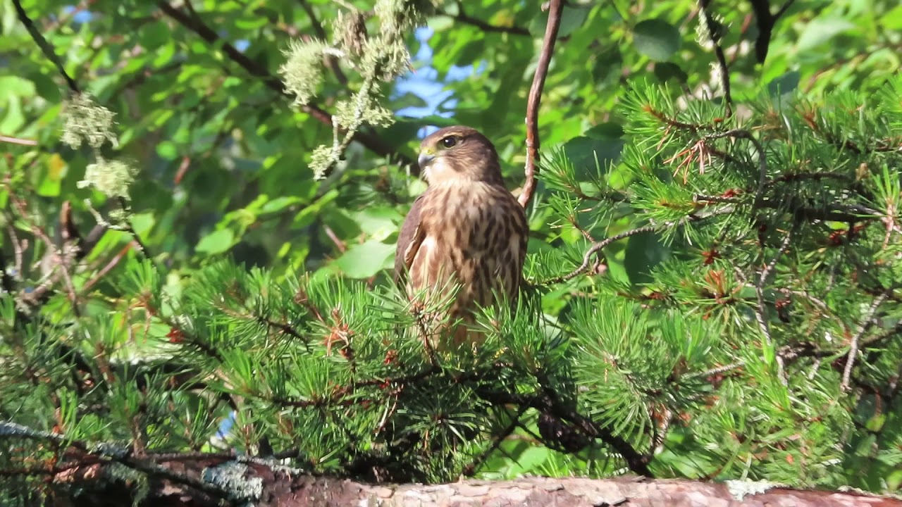 North Shore Merlin Fledgling - YouTube