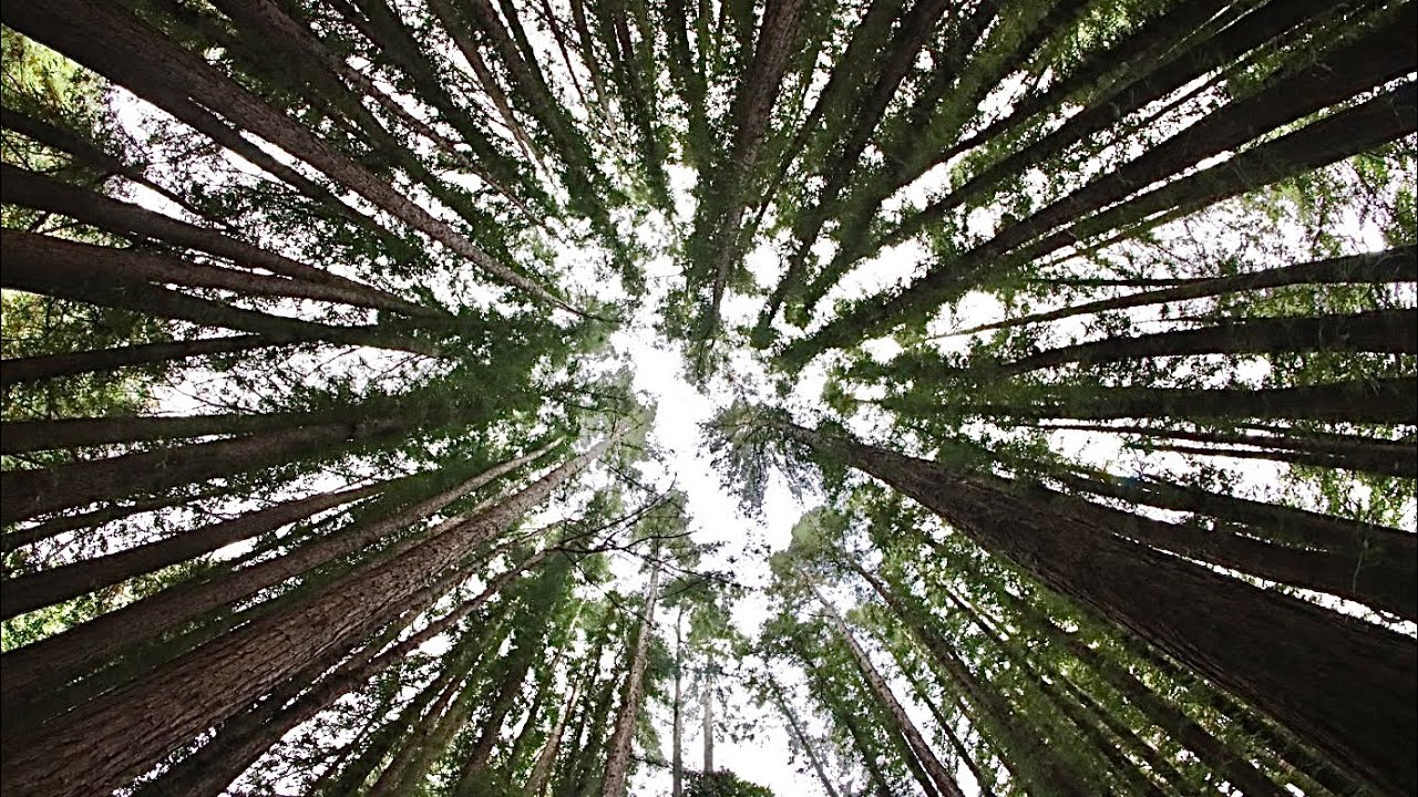 Redwood Merch at California’s Muir Woods - YouTube